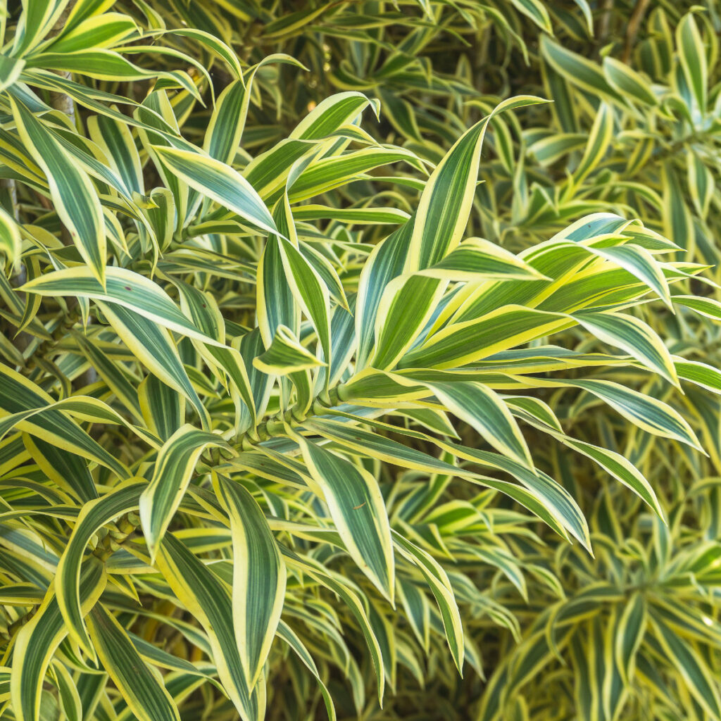 【観葉植物】初心者でも育てられるコーヒーの木コーヒーノキの育て方って？日当たりや水やり、オススメの管理など栽培のポイント、植え替え方法など